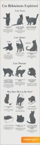 Comprendre le langage de votre chat : oreilles, actions - Chat Maine Coon
